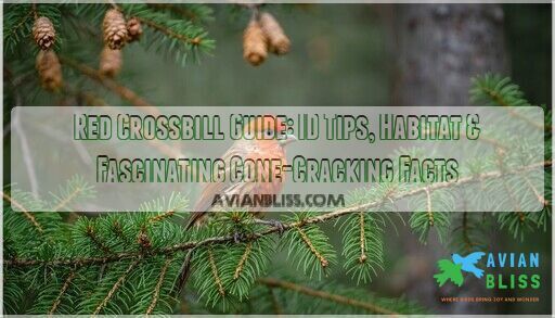 Red Crossbill Guide: ID Tips, Habitat & Fascinating Cone-Cracking Facts