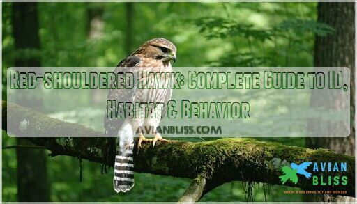 Red-shouldered Hawk: Complete Guide to ID, Habitat & Behavior