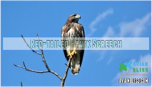 Hawk Screech: What It Sounds Like + Why They Make These Calls