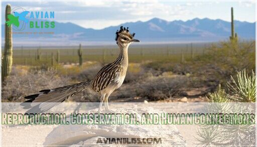 Greater Roadrunner: Fast Desert Bird Facts & Amazing Adaptations