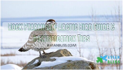 Rock Ptarmigan: Arctic Bird Guide & Identification Tips
