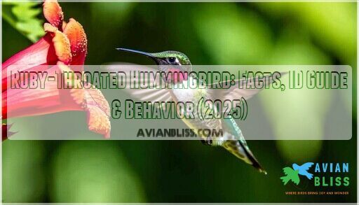Ruby-Throated Hummingbird: Facts, ID Guide & Behavior (2025)