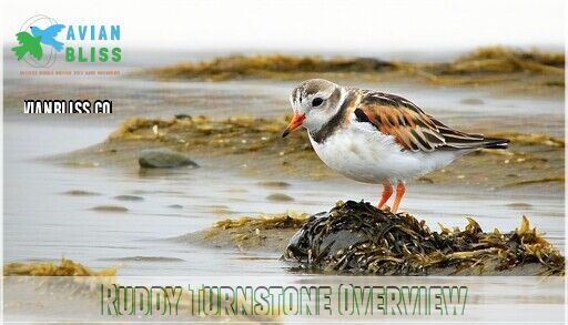 Ruddy Turnstone Guide: Habitat, Diet, Breeding & Migration Facts
