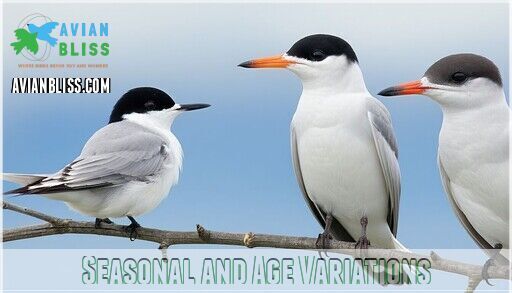 Forsters Tern: Complete ID Guide & Facts You Need to Know