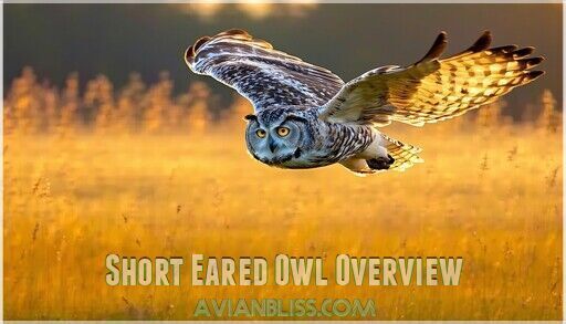 Short Eared Owl: Habitat, Behavior, and Best Places to Spot Them