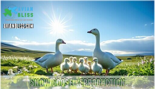 Snow Goose Facts: Migration, Habitat & ID Guide You Need to Know