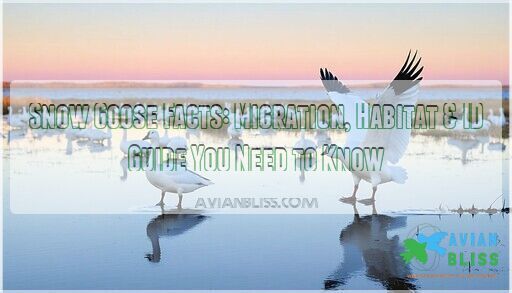 Snow Goose Facts: Migration, Habitat & ID Guide You Need to Know