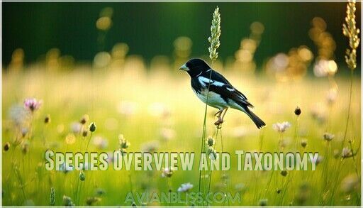 Bobolink Bird: Complete Guide to North America's Migrating Songbird