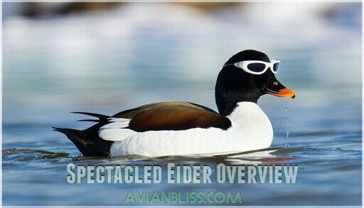 Spectacled Eider: Endangered Arctic Duck Fighting for Survival