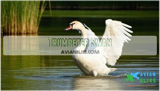Largest Wingspan Bird: Top 10 Giants That Rule The Skies (2025)