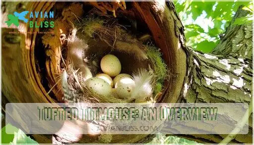 Tufted Titmouse Nest and Eggs: Complete Guide to Their Secret Lives