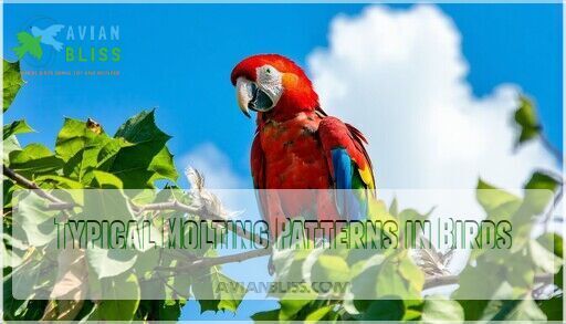 Bird Molting Feather Loss: Normal Vs Concerning Signs Explained