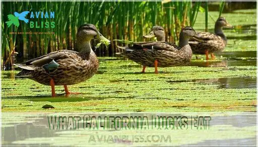 California Ducks: 15 Amazing Species You Can Spot in The Golden State