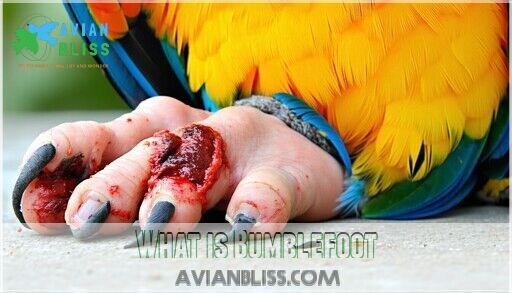 Parrot Foot Bumblefoot Treatment: Complete Care & Prevention Guide