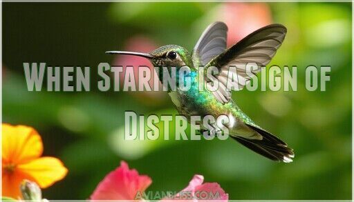 Why Do Hummingbirds Stare at You? The Real Reason Will Surprise You!