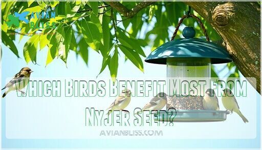 Nyjer Seed Benefits for Birds: Boost Backyard Health and Attract Finches!