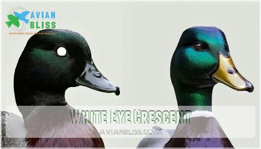 Comparison of Mallard Black and Mottled Ducks: ID Guide 2025