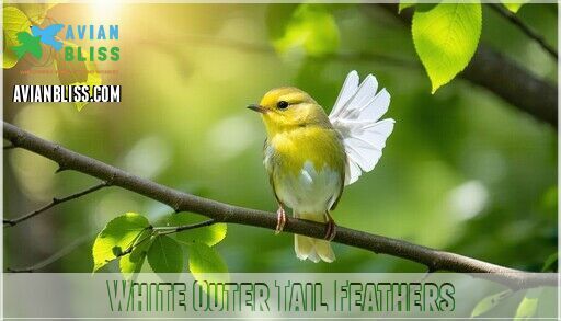 Hooded Warbler: Complete ID Guide & Behavior Secrets Revealed