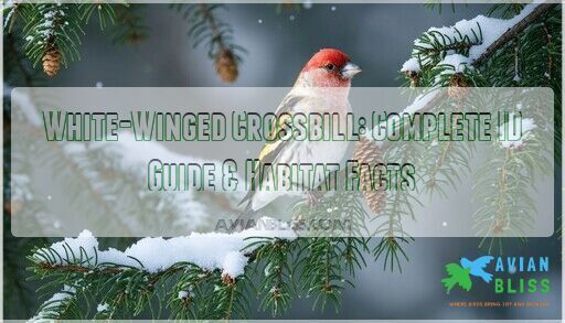 White-Winged Crossbill: Complete ID Guide & Habitat Facts
