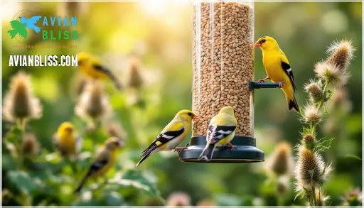 American Goldfinch: ID, Habitat, Diet, Breeding & Behavior Facts