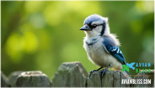 Baby Blue Jay: Identification, Behavior, Diet & Care Guide
