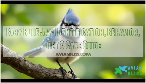 Baby Blue Jay: Identification, Behavior, Diet & Care Guide