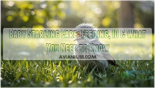 Baby Starling Care: Feeding, ID & What You Need to Know