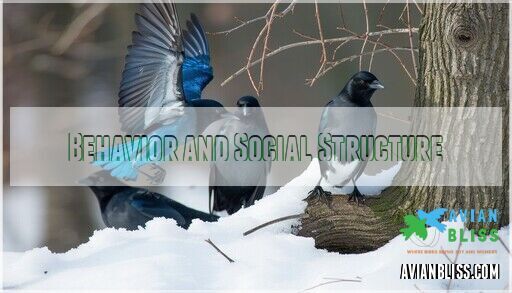 Black-Billed Magpie: ID, Habitat, Behavior & Diet Guide 2025
