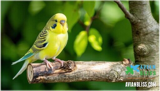 Natural Perches for Small Birds: Safe Woods & DIY Guide