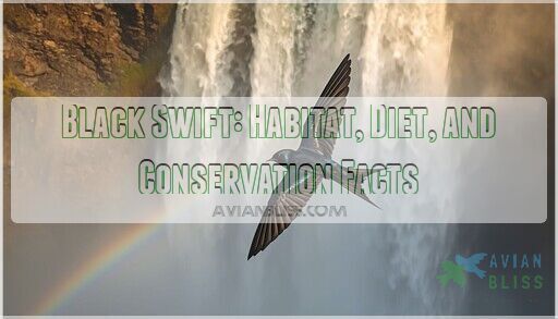 Black Swift: Habitat, Diet, and Conservation Facts