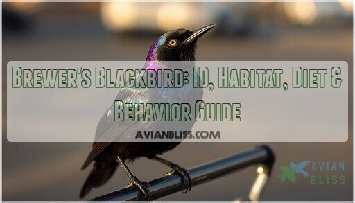 Brewer's Blackbird: ID, Habitat, Diet & Behavior Guide