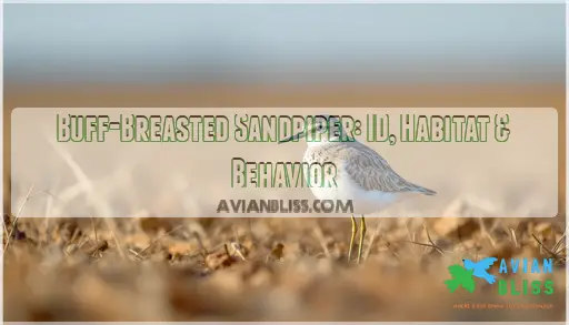 Buff-Breasted Sandpiper: ID, Habitat & Behavior