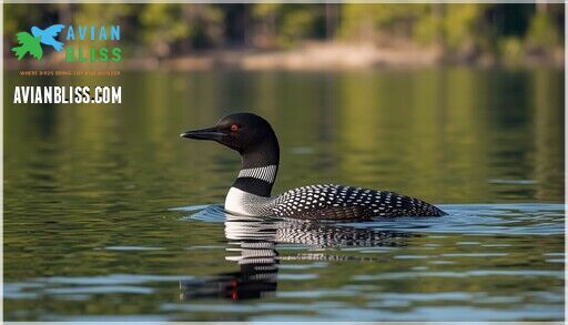 Black and White Birds: Types, Habitats, and Behaviors (2025)