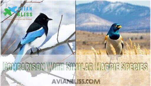 Black-Billed Magpie: ID, Habitat, Behavior & Diet Guide 2025