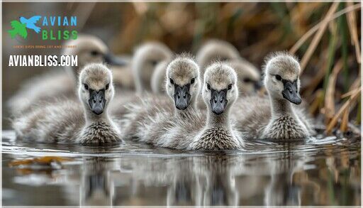 Baby Swan Facts: What Cygnets Are Called & How They Grow