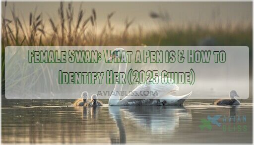 Female Swan: What a Pen is & How to Identify Her (2025 Guide)