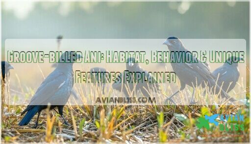Groove-billed Ani: Habitat, Behavior & Unique Features Explained
