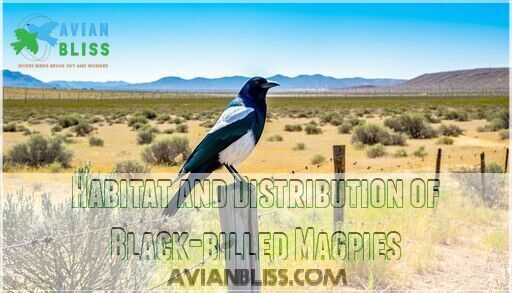 Black-Billed Magpie: ID, Habitat, Behavior & Diet Guide 2025