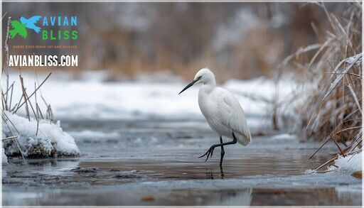 Why Do Birds Stand on One Leg? Science & Survival Explained