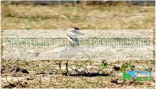 Killdeer Bird: Identification, Habitat, Behavior, Diet, and ...