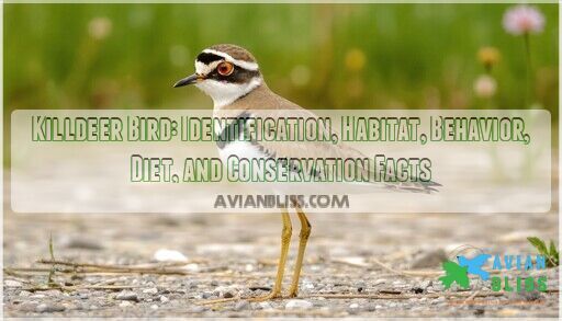 Killdeer Bird: Identification, Habitat, Behavior, Diet, and ...