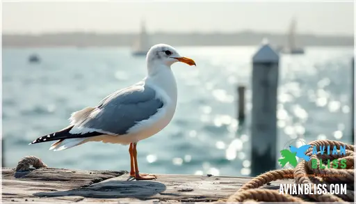 Mew Gull Facts: Habitat, Diet, Breeding & Conservation Guide