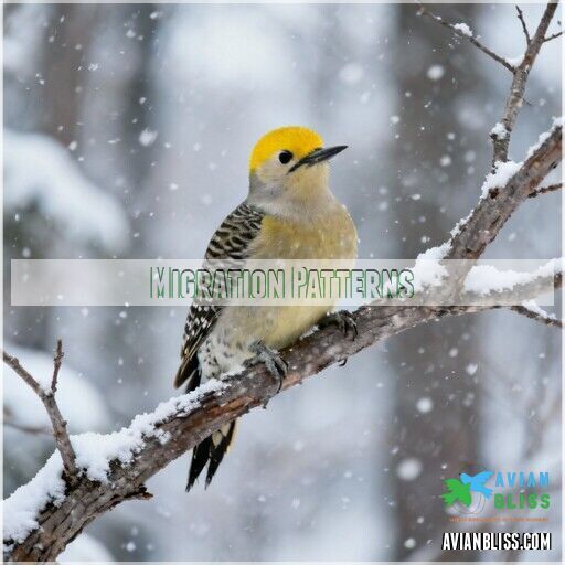 Northern Rough Winged Swallow: ID Guide & Habitat Facts Revealed