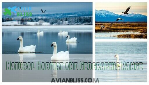 Tundra Swan: Habitat, Behavior, Migration & Conservation Facts