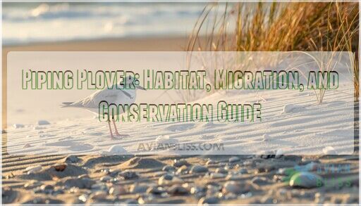 Piping Plover: Habitat, Migration, and Conservation Guide