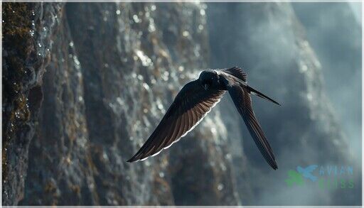 Black Swift: Habitat, Diet, and Conservation Facts