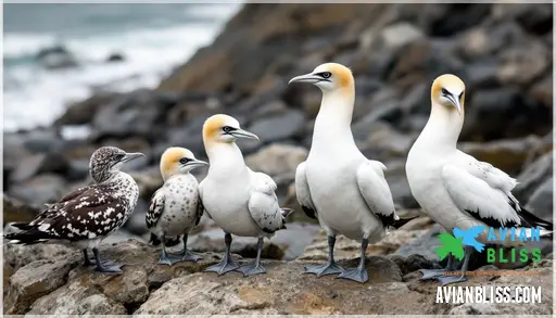 Northern Gannet: Habitat, Behavior, and Identification Guide