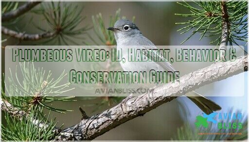 Plumbeous Vireo: ID, Habitat, Behavior & Conservation Guide