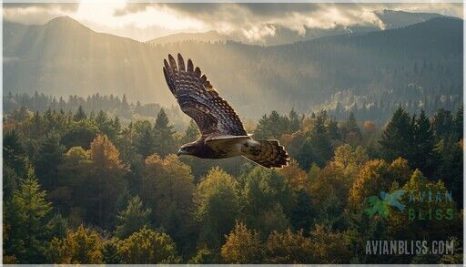 Broad-Winged Hawk: ID, Habitat, Migration & Conservation Facts