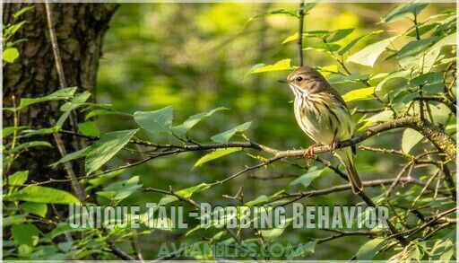 Palm Warbler: Identification, Habitat, Diet, and Migration Guide